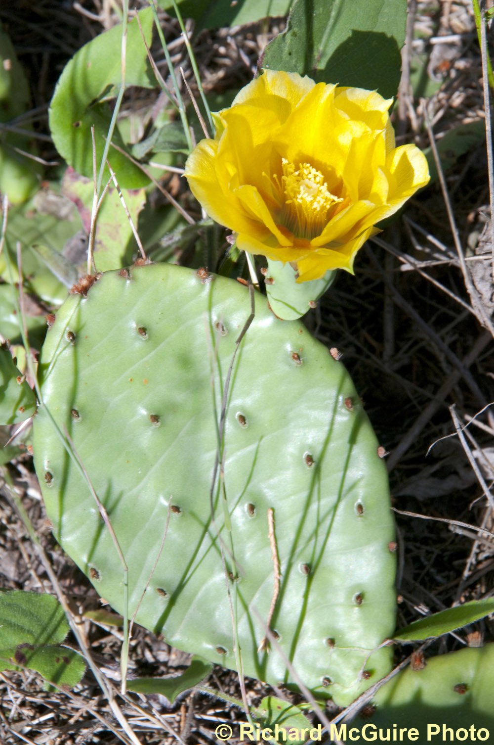 Prickly pear cactus, Point Pelee, southern Ontario : Richard McGuire Photo